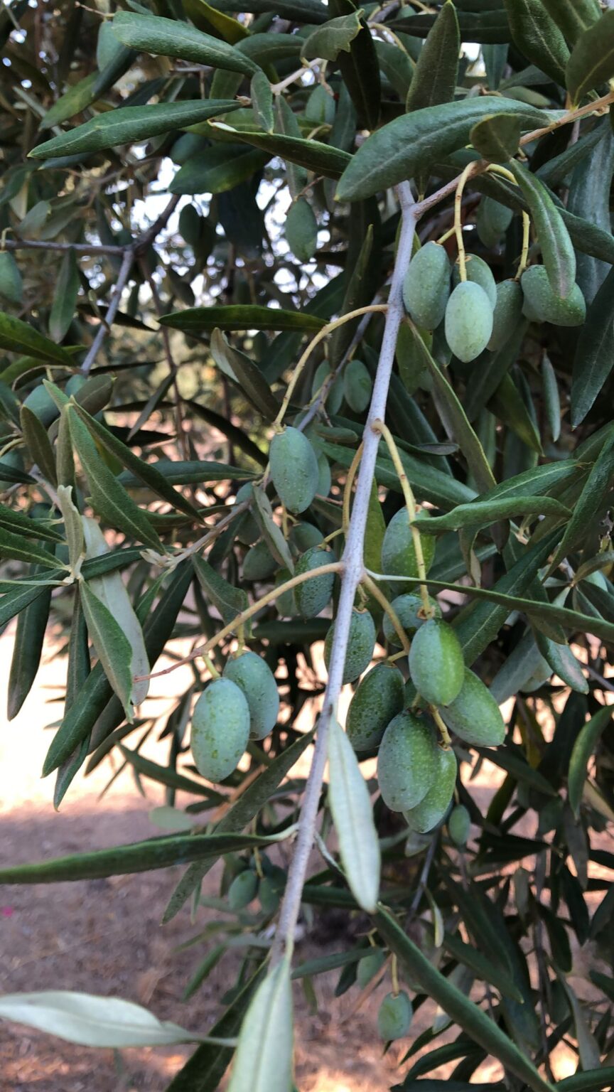 Das ABC des Olivenöls - Radio Welle West Wetterau